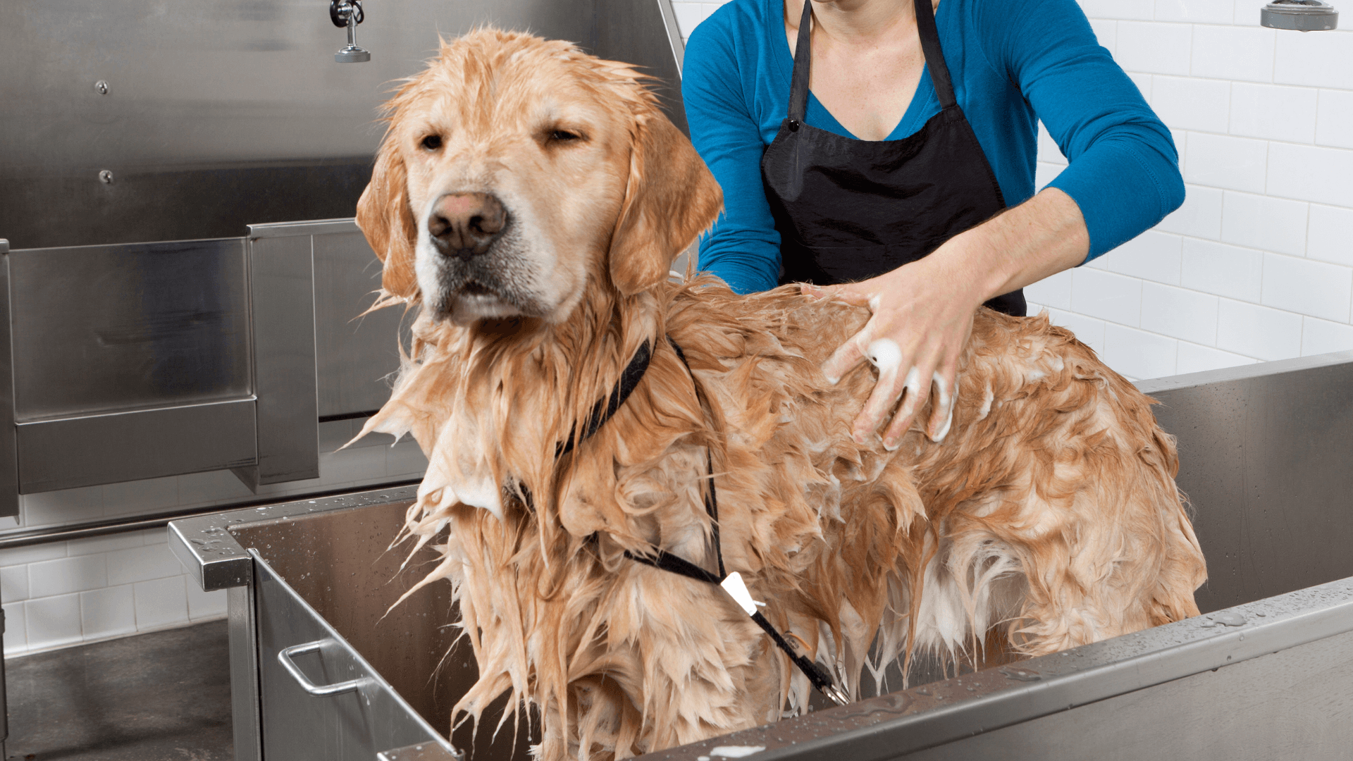 Bathing Form | The Lighthouse Veterinary Clinic